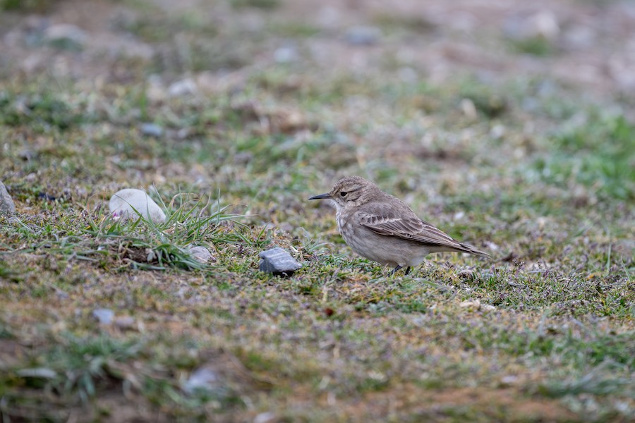 Common Miner (Patagonian) - eBird