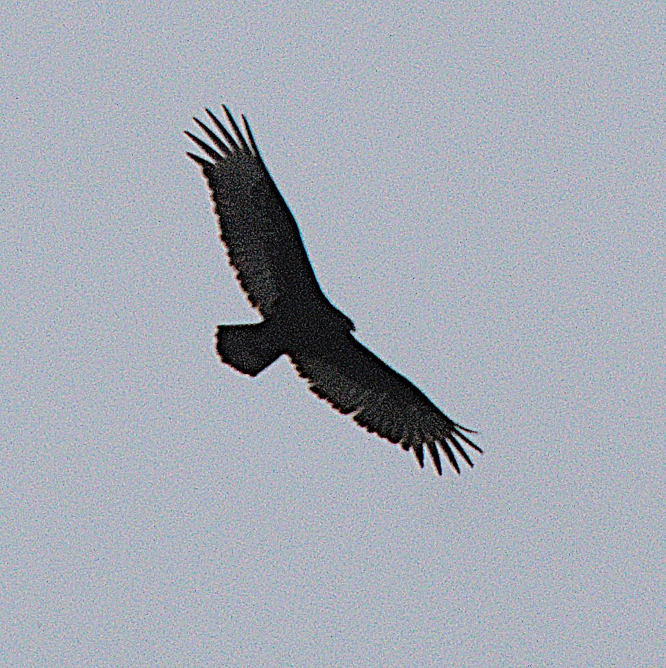 eBird Checklist - 2 Dec 2023 - Lake Creek Trail--West (Williamson Co ...