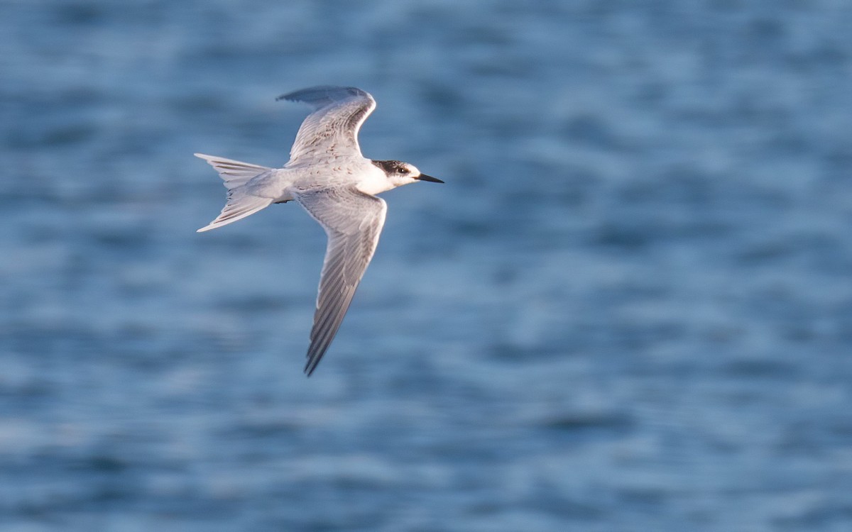 ML612113573 - Roseate Tern - Macaulay Library
