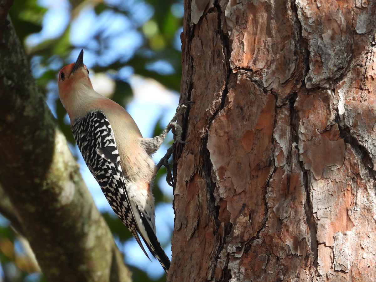 eBird Checklist - 10 Dec 2023 - My Backyard - 15 species