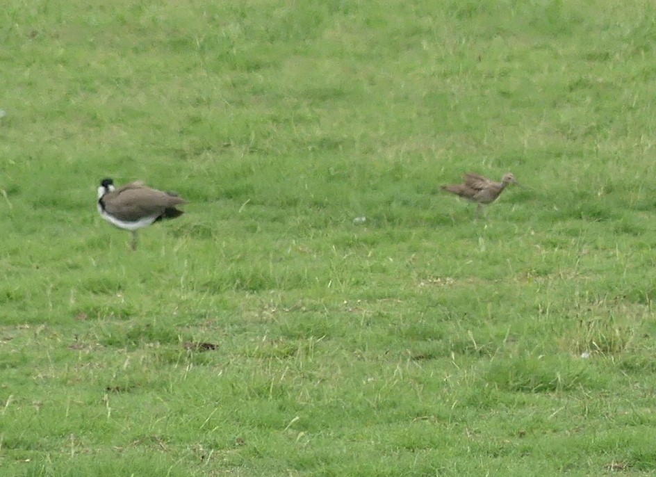eBird Checklist - 12 Dec 2023 - Greenfield Turf Farm (Cribb Rd ...