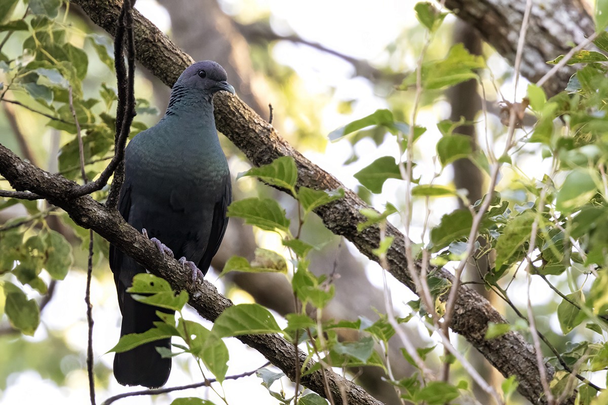 eBird Checklist - 25 Oct 2023 - Amami Forest Police Campsite, Yamato ...
