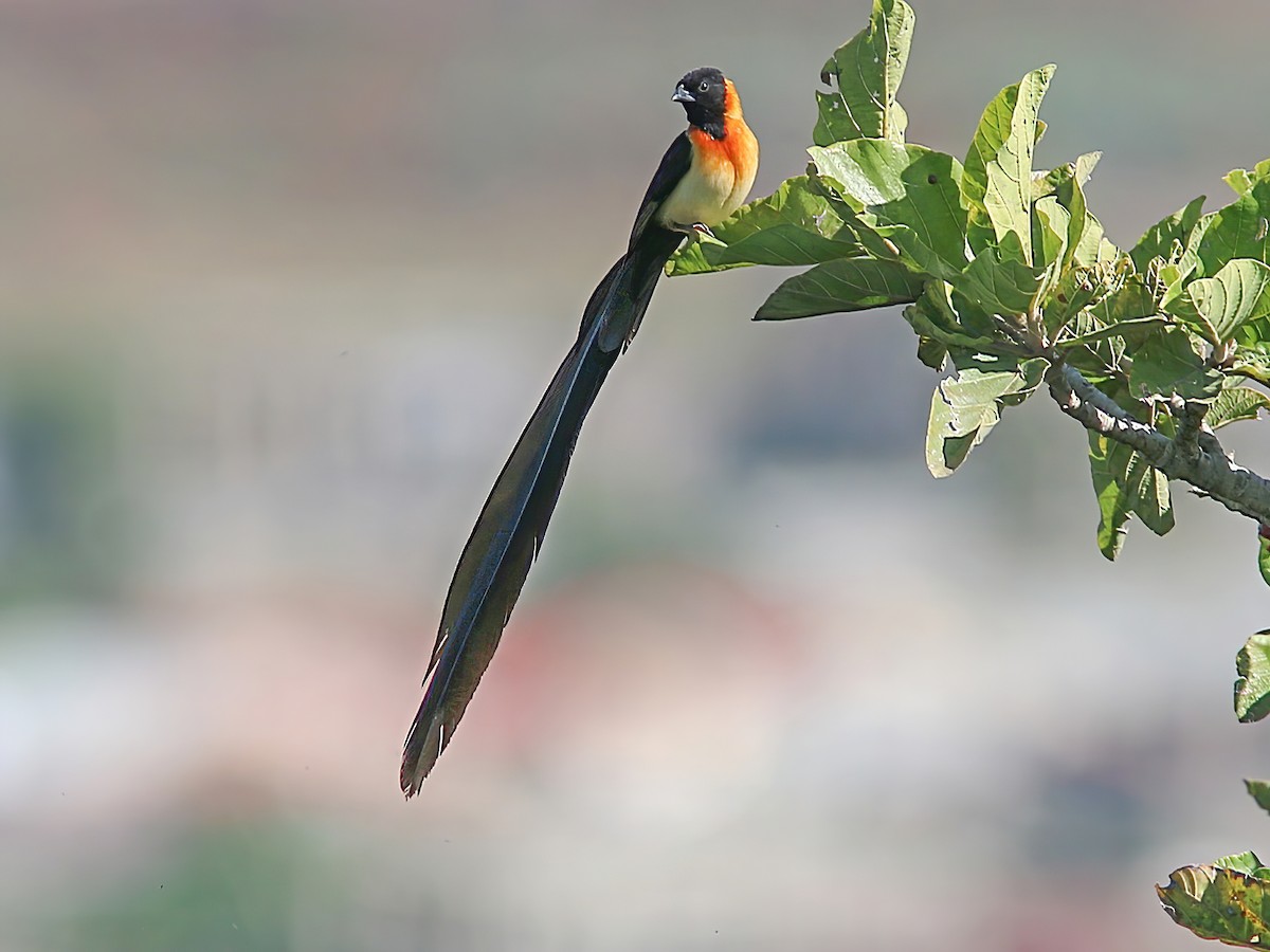 Exclamatory Paradise-Whydah - Vidua interjecta - Birds of the World