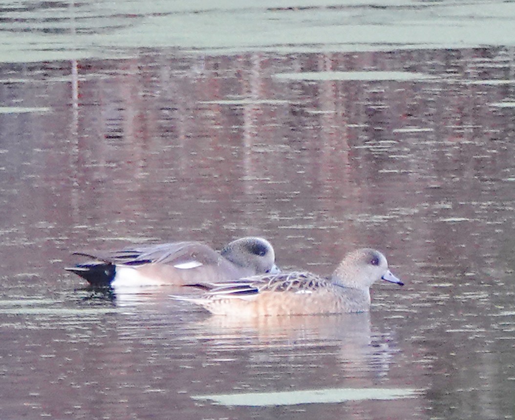 eBird Checklist - 12 Dec 2023 - C&O Canal--Violette's Lock - 30 species