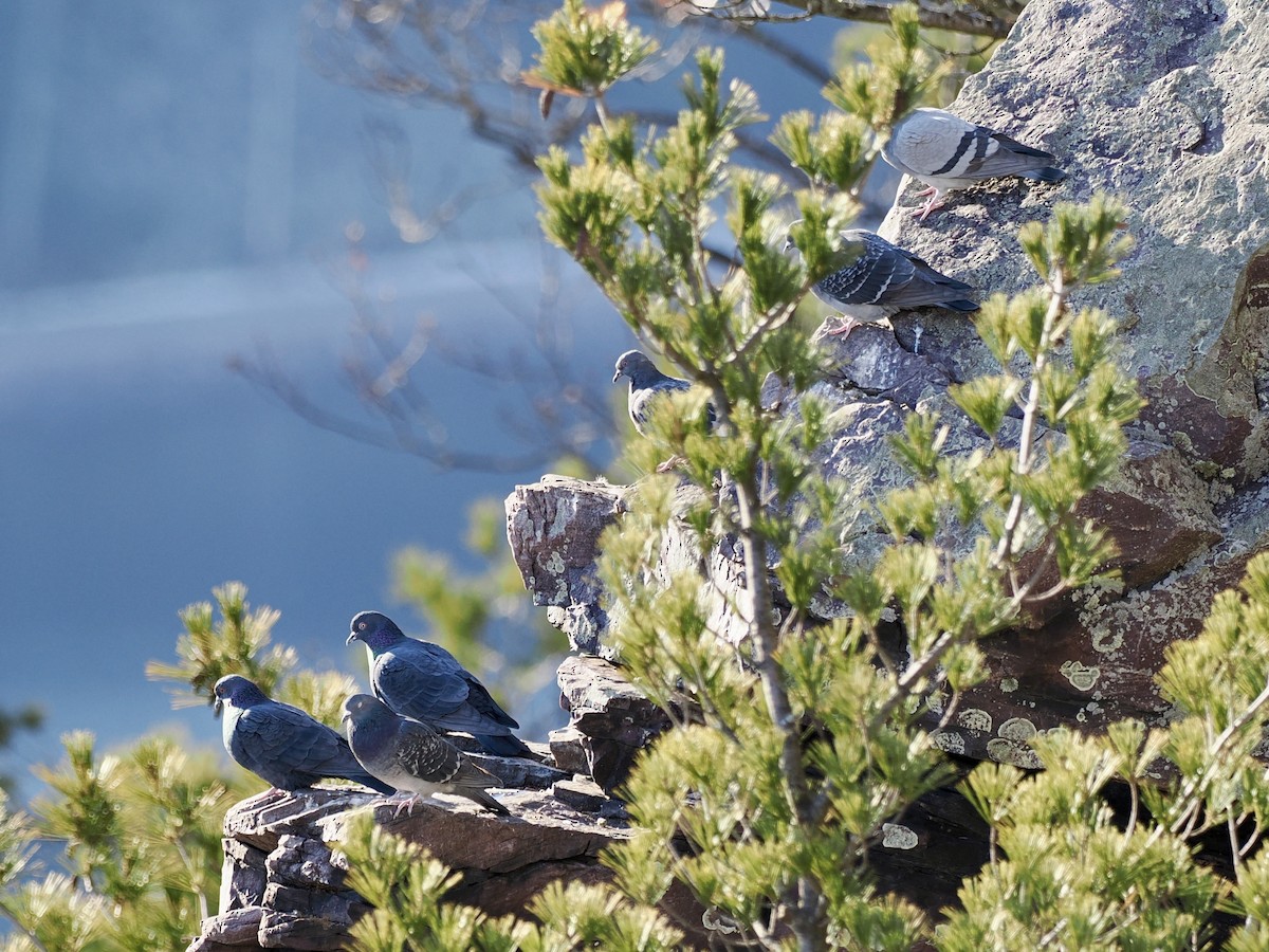 eBird Checklist - 13 Dec 2023 - Devil's Lake SP--East Bluff Trl and SNA ...