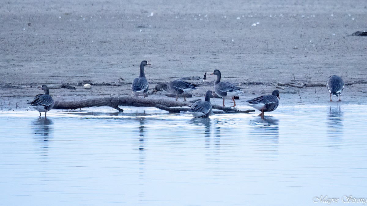 eBird Checklist - 13 Dec 2023 - F Pad, Sadler US-TX 33.73722, -96.77903 ...