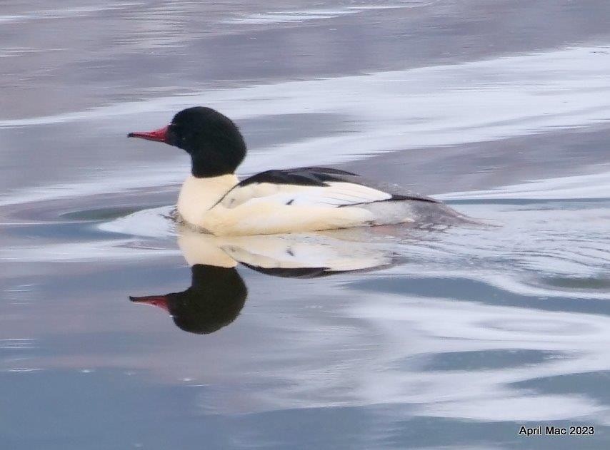 eBird Checklist - 14 Dec 2023 - Kitimat--Minette Bay West Park - 7 species