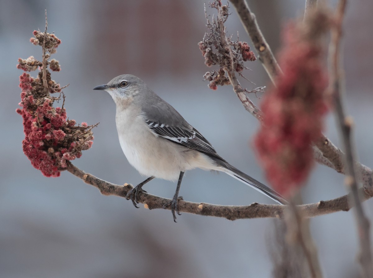 eBird Checklist - 15 Dec 2023 - 363 Rue Vautelet, Québec, Québec, CA ...