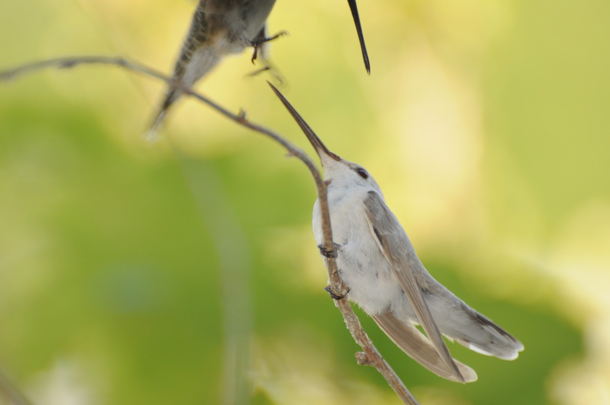eBird Checklist - 7 Aug 2014 - City of Boulder Open Space and Mountain ...