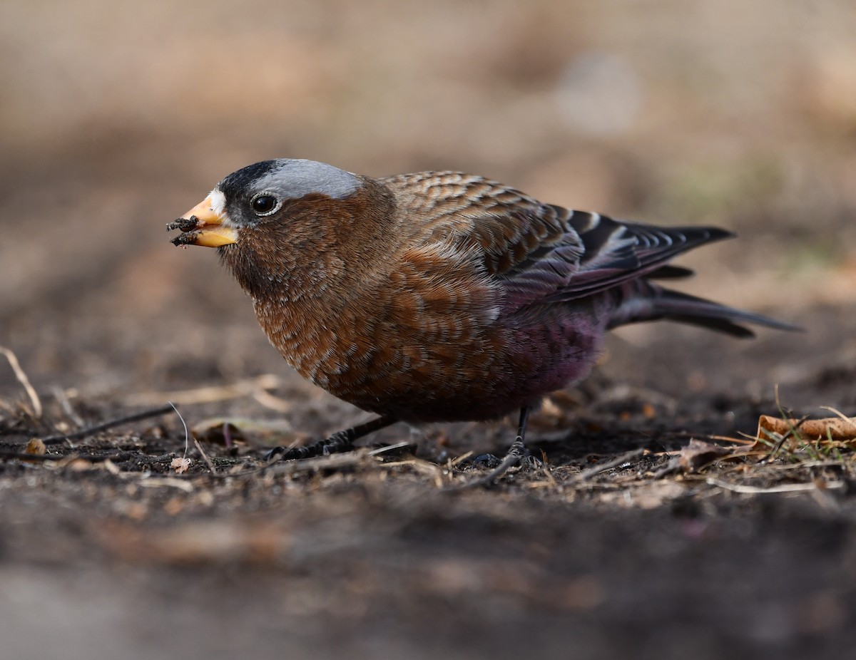 ML612269892 - Gray-crowned Rosy-Finch - Macaulay Library