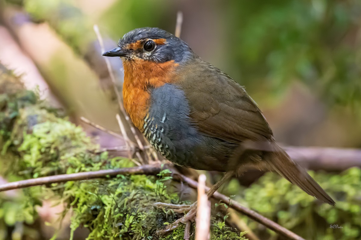ML612270480 - Chucao Tapaculo - Macaulay Library