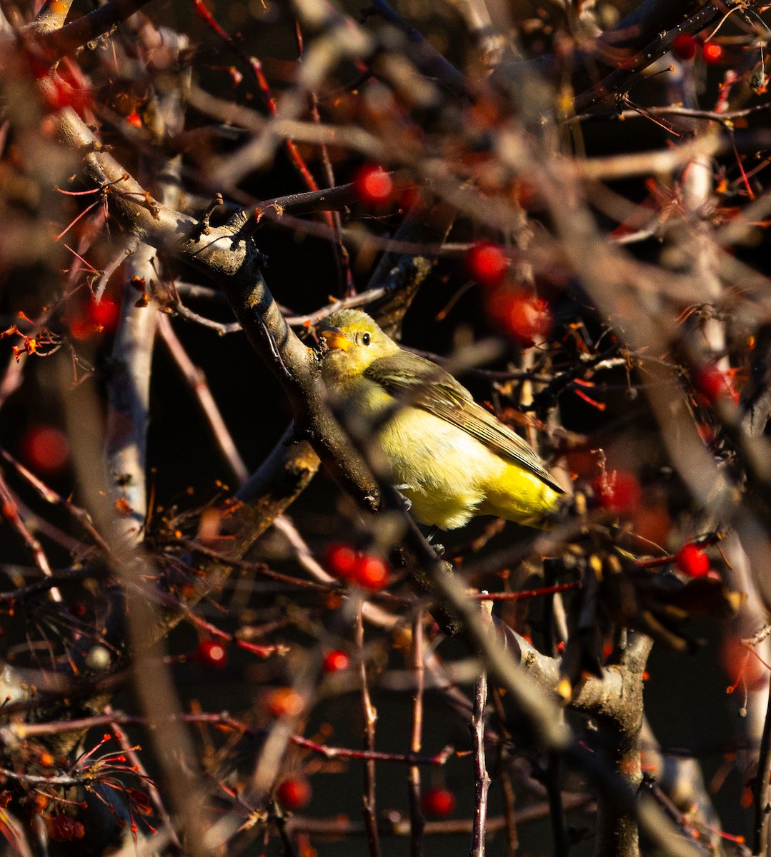 eBird Checklist - 16 Dec 2023 - Lewis Wharf - 8 species