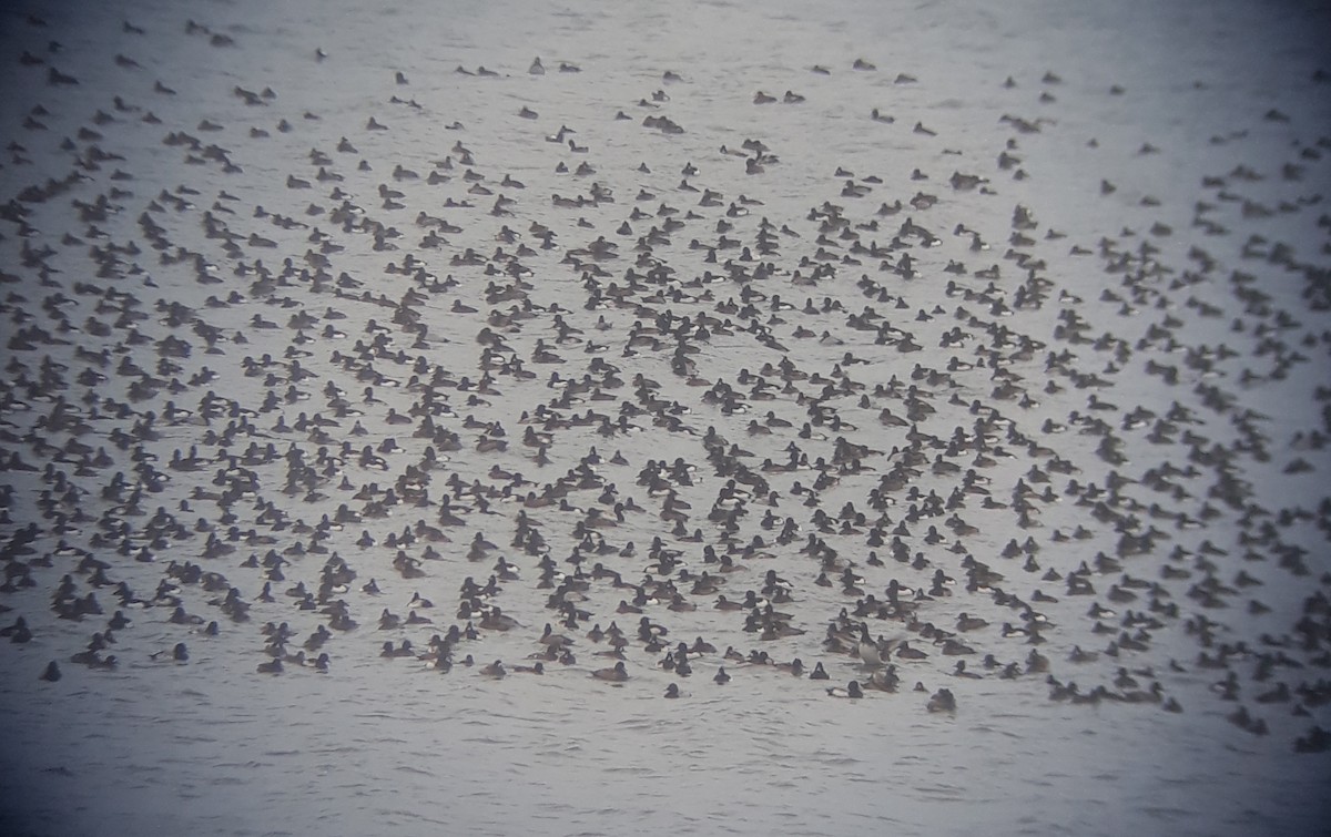 eBird Checklist - 16 Dec 2023 - Osłonino - Puck (Liczenie KULINGA) - 50 ...