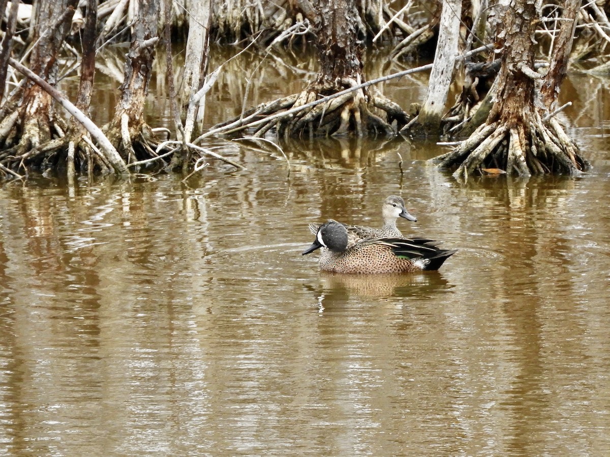 eBird Checklist - 14 Dec 2023 - J. N. Ding Darling NWR--Wildlife Drive ...