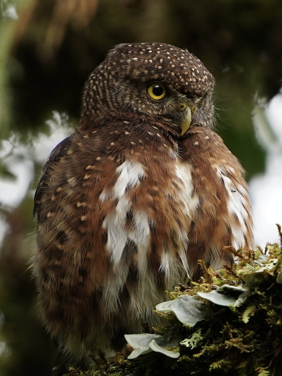 eBird Checklist - 16 Dec 2023 - Calle de la Asada Los Cartagos, Santa ...