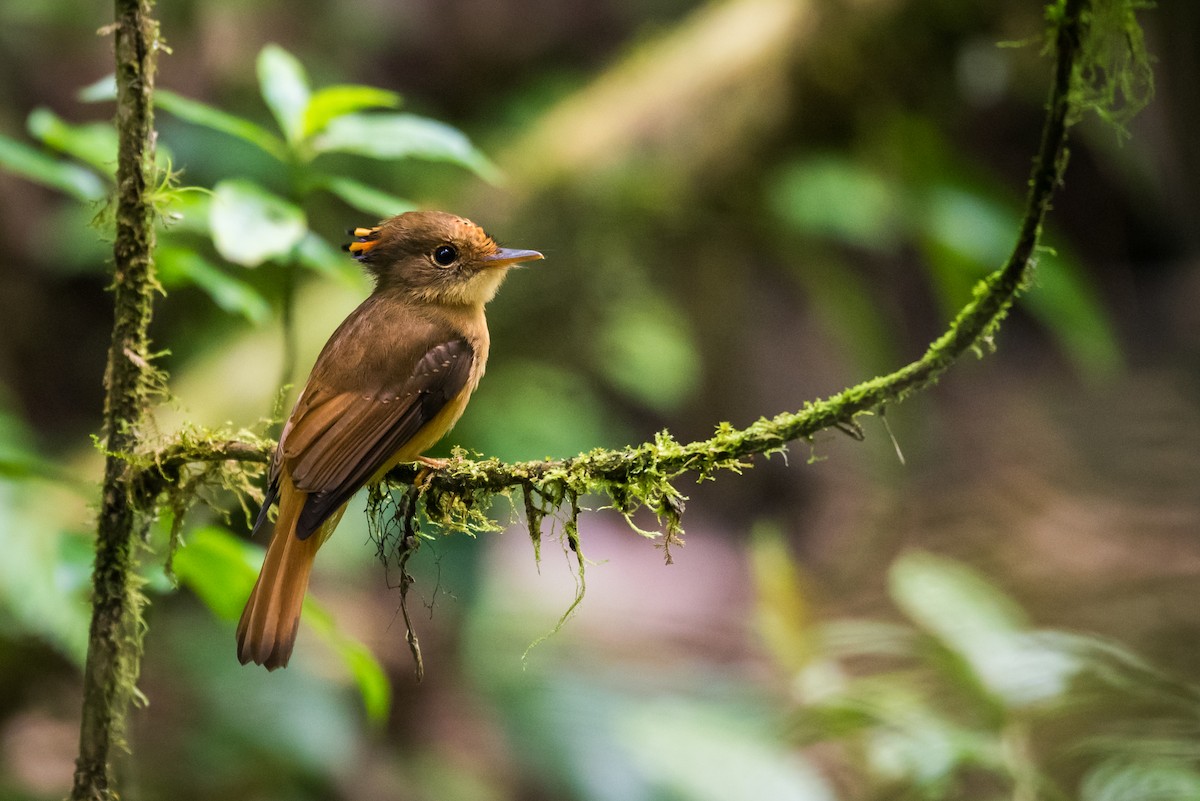 ML612319381 - Atlantic Royal Flycatcher - Macaulay Library