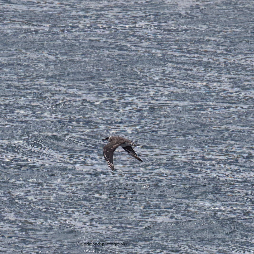 eBird Checklist - 16 Dec 2023 - Corio Bay--Outer Harbour - 10 species
