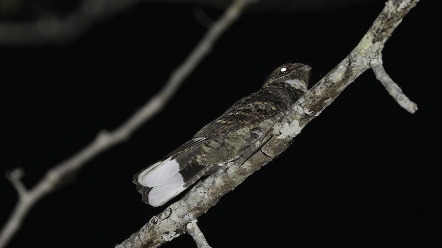 Timor Nightjar (undescribed form) - eBird