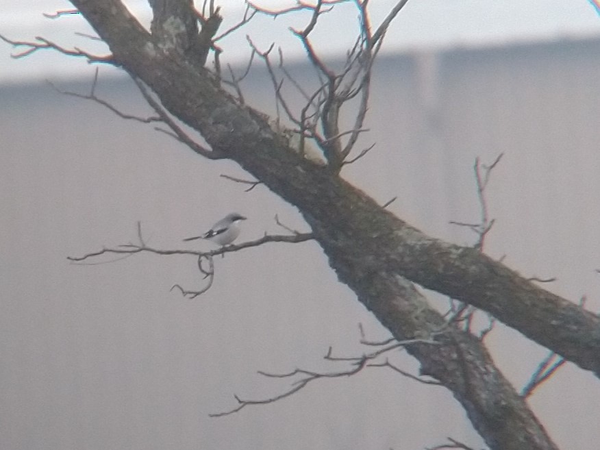 eBird Checklist - 17 Dec 2023 - stakeout Loggerhead Shrike, Blue Spring Rd., Mercersburg (2023 ...