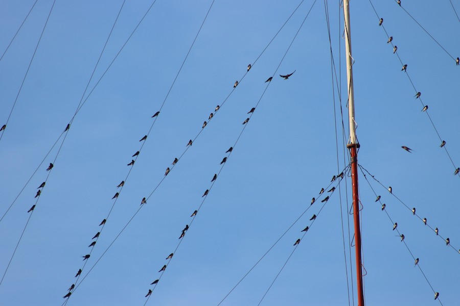 Pacific/Barn Swallow - eBird