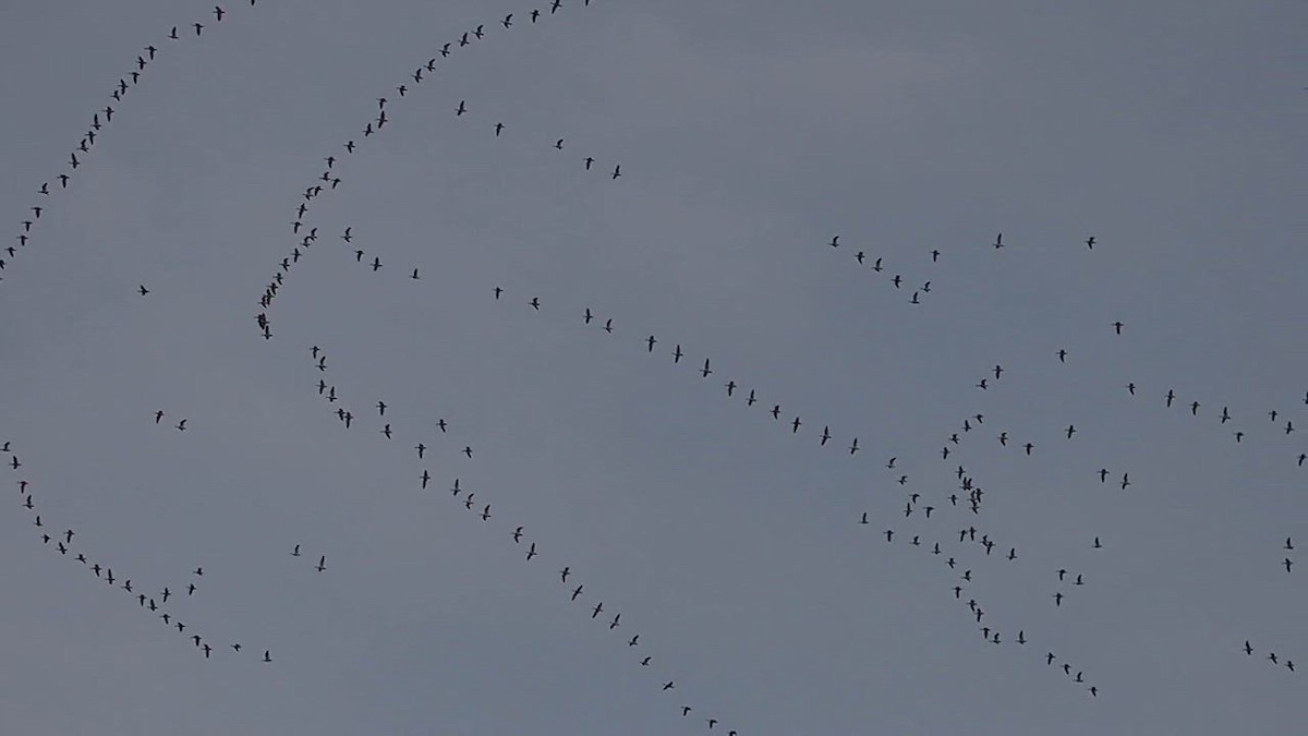 North Carolina Bird Atlas Checklist - 16 Dec 2023 - Pocosin Lakes NWR ...