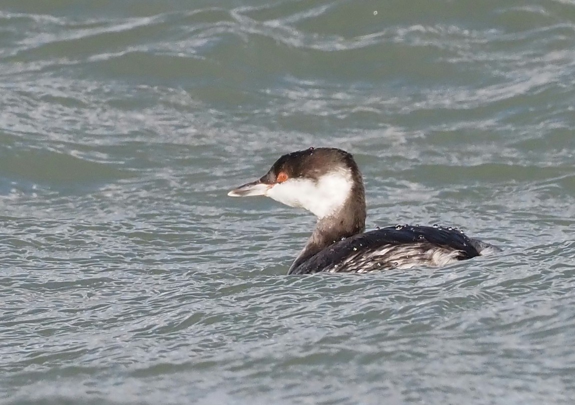 ML612373224 - Horned Grebe - Macaulay Library