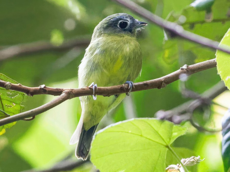 Gray-headed Piprites - eBird