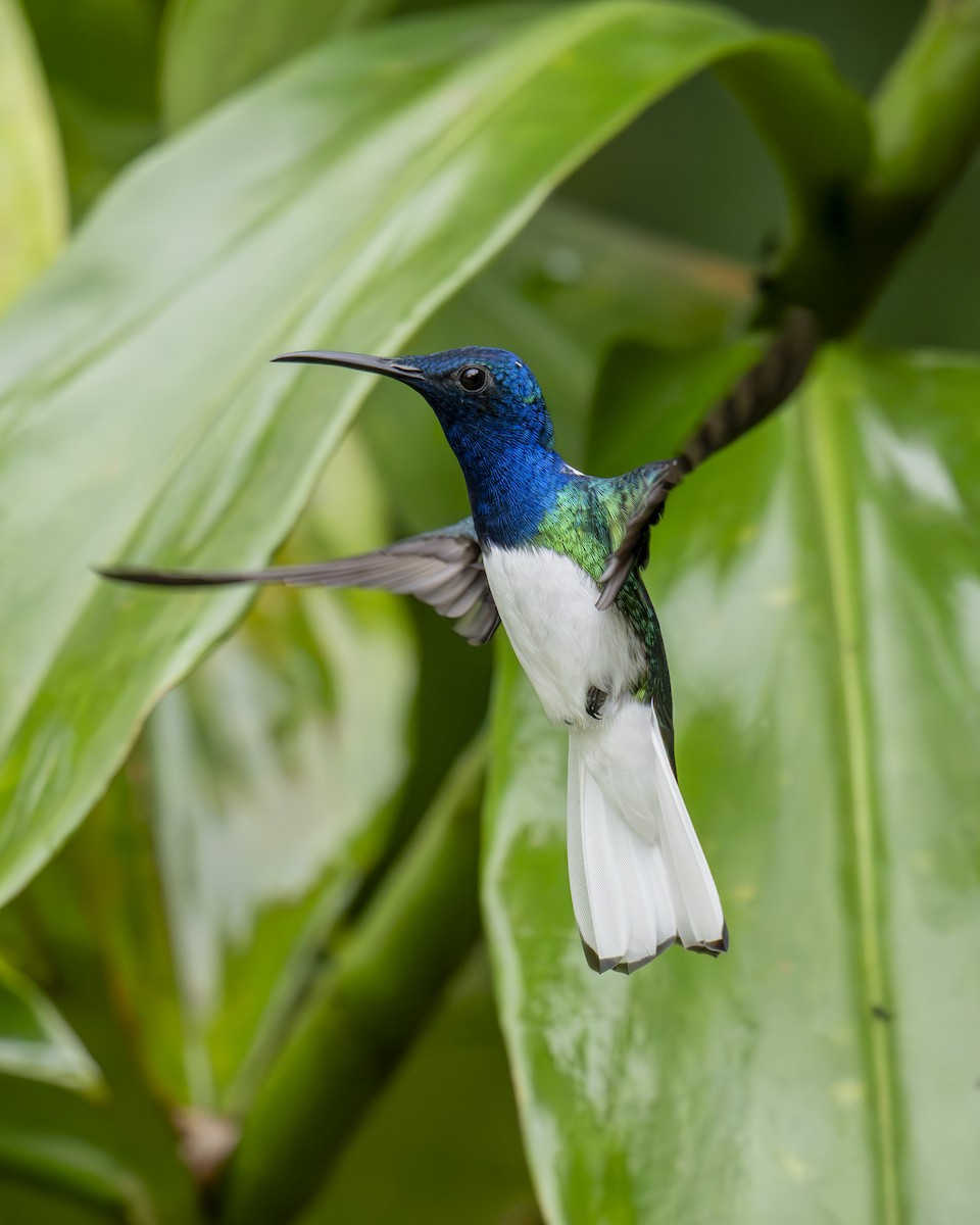 eBird Checklist - 13 Nov 2023 - Yerettê Hummingbird Sanctuary - 14 species