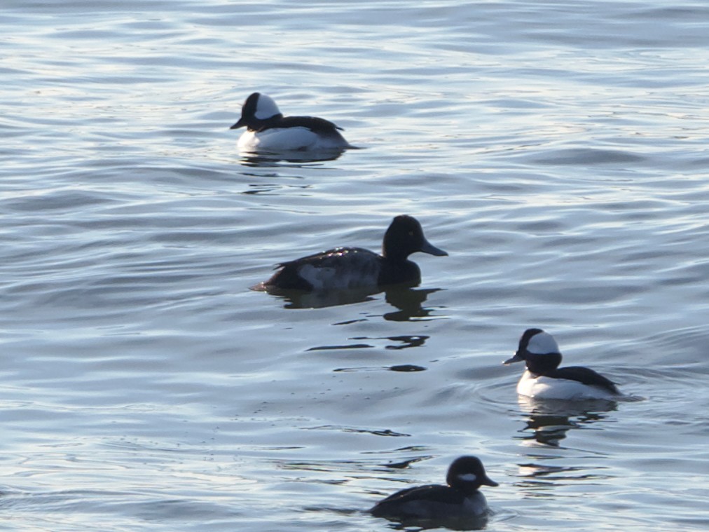 eBird Checklist - 16 Dec 2023 - Bush Terminal Piers Park - 24 species