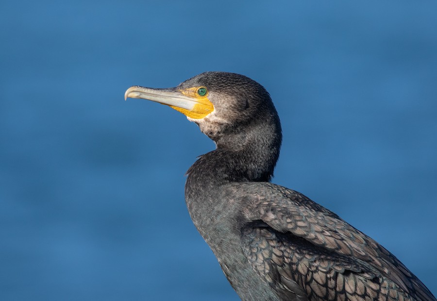 Great Cormorant (Australasian) - eBird