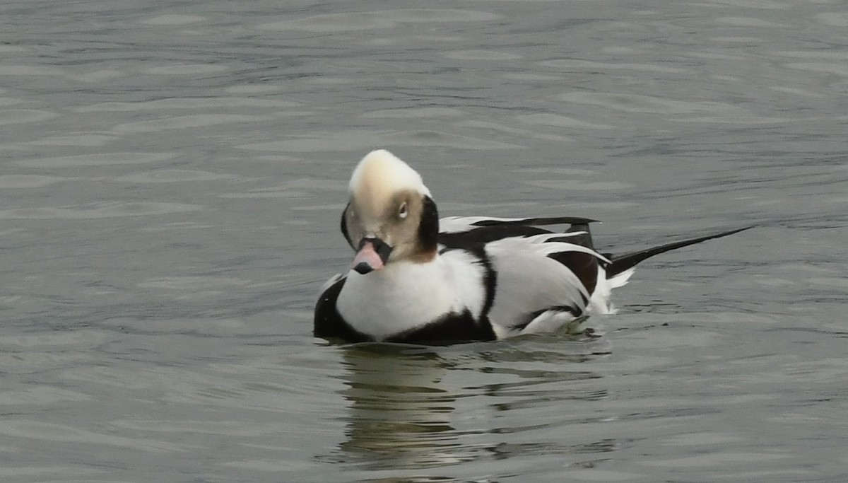eBird Checklist - 18 Dec 2023 - Ontario Beach and Charlotte Pier - 8 ...