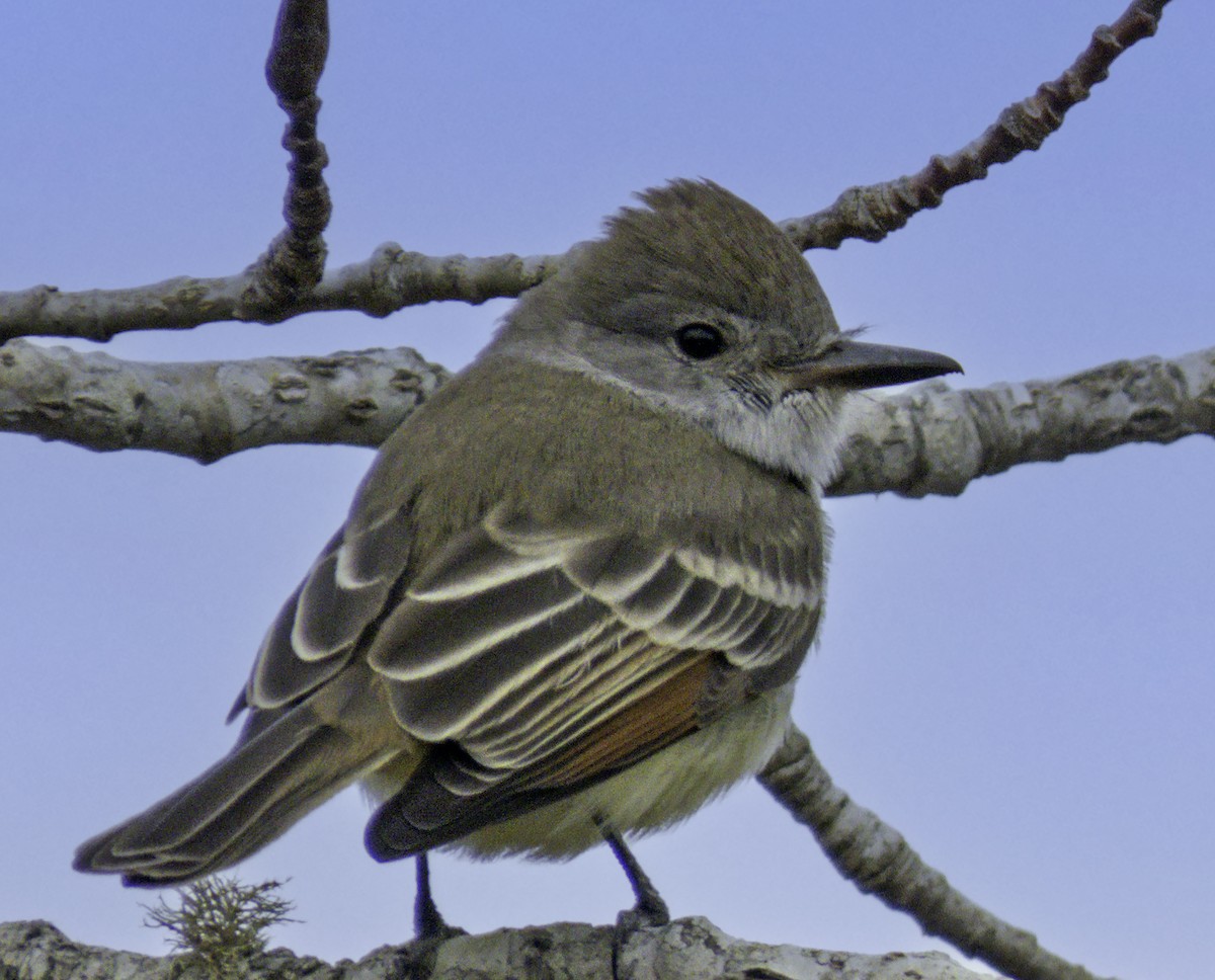 eBird Checklist - 19 Dec 2023 - Squibnocket Rd - 16 species