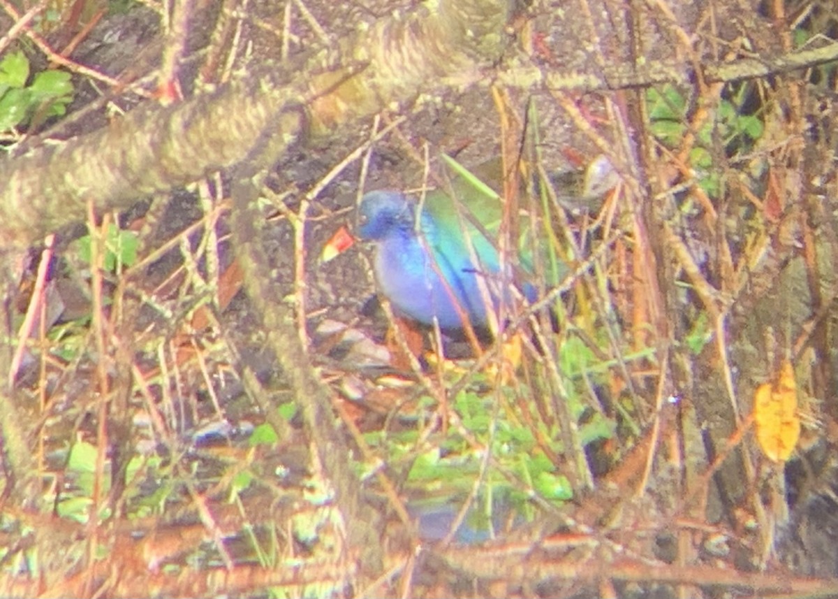 eBird Checklist - 19 Dec 2023 - Arcata Marsh--East & West Ponds - 19 ...