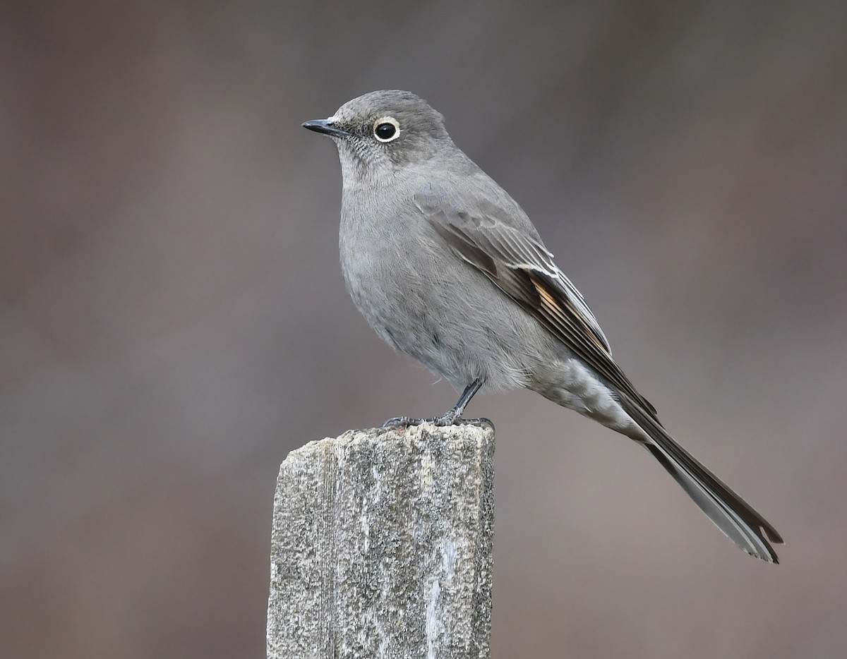 Townsend's Solitaire - Myadestes townsendi - Media Search - Macaulay ...