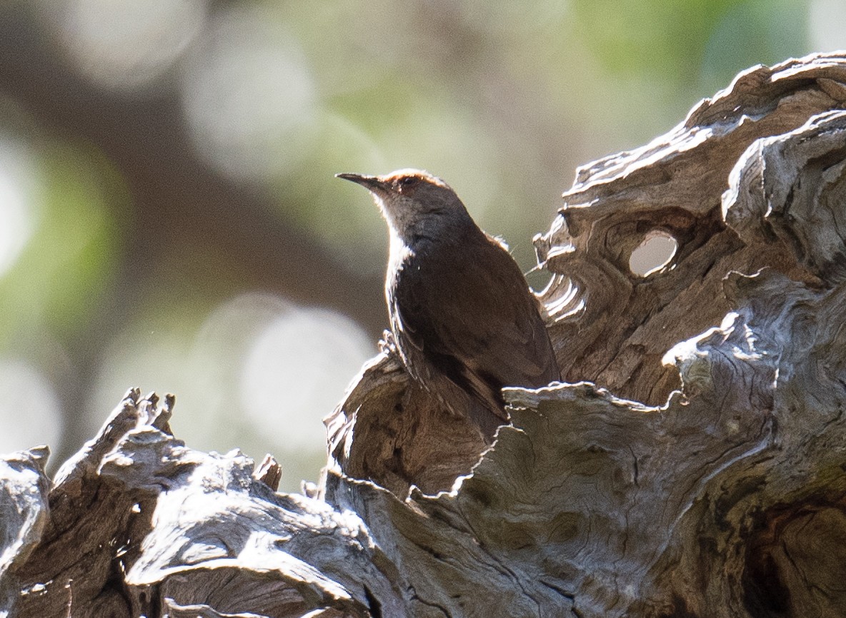 ML612431844 - Red-browed Treecreeper - Macaulay Library