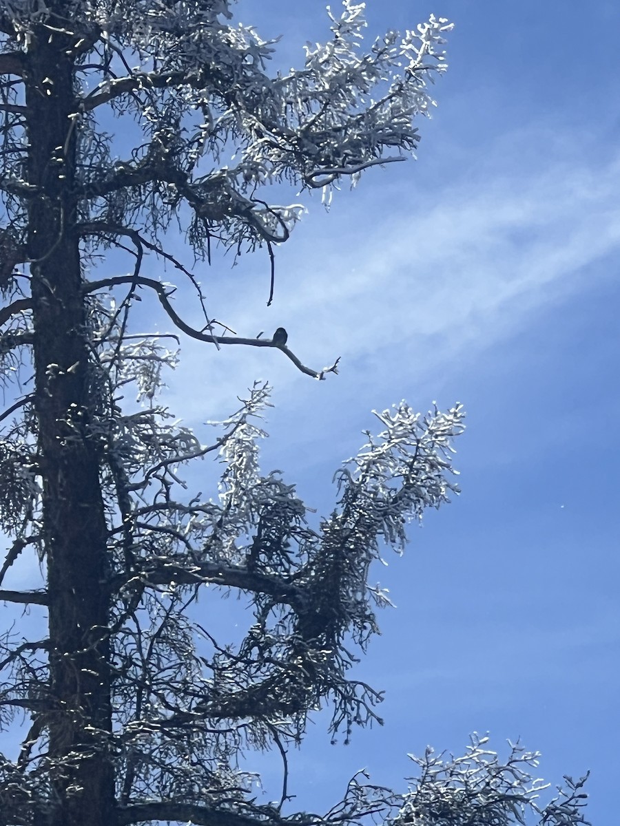 eBird Checklist - 16 Dec 2023 - Grand Teton NP--Murie Ranch - 10 species