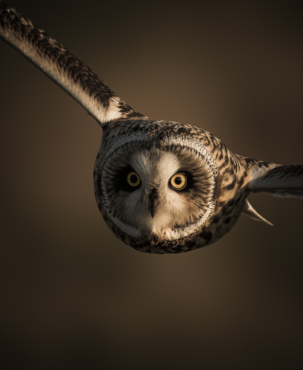 ML612436392 - Short-eared Owl - Macaulay Library