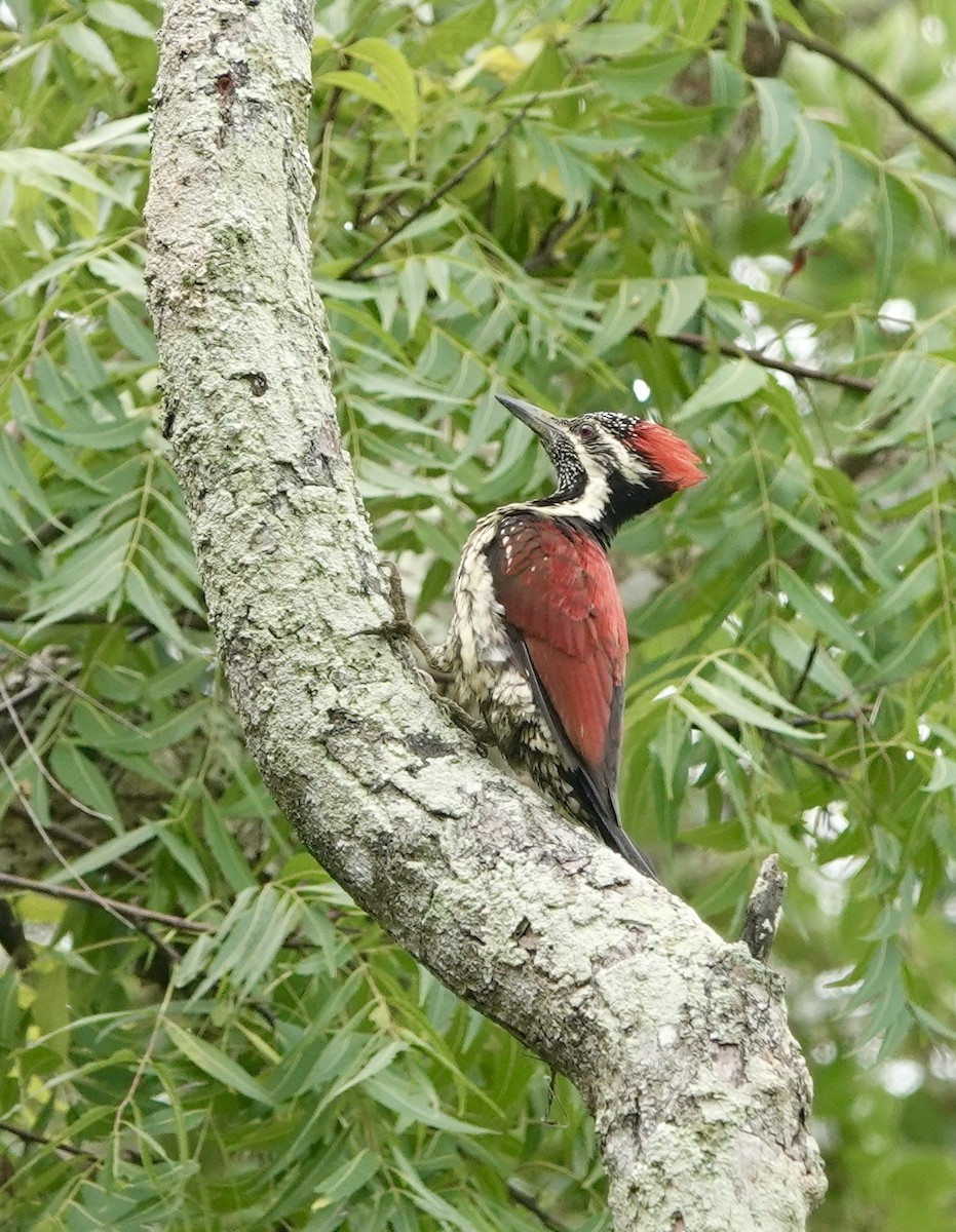 ML612441179 - Red-backed Flameback - Macaulay Library