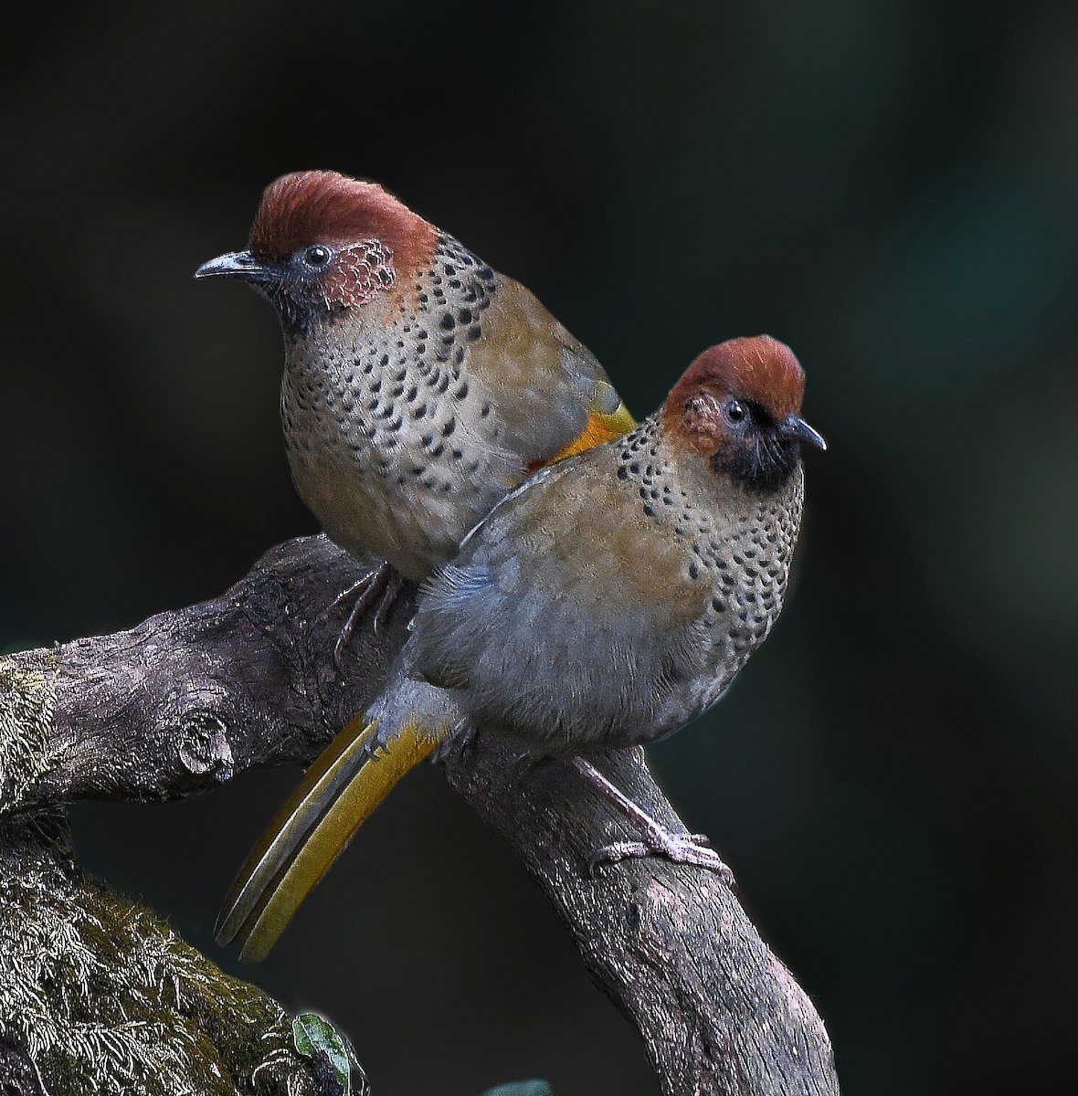 ML612444719 - Chestnut-crowned Laughingthrush - Macaulay Library