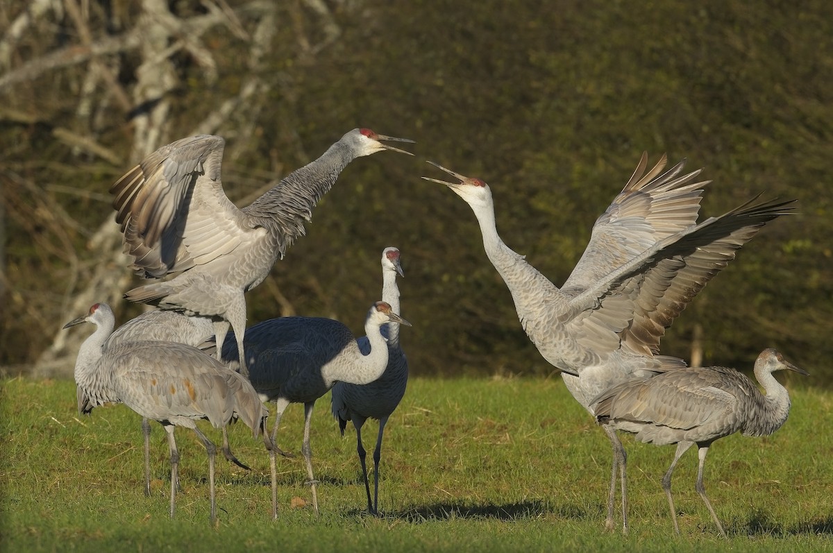 ML612444937 - Sandhill Crane - Macaulay Library