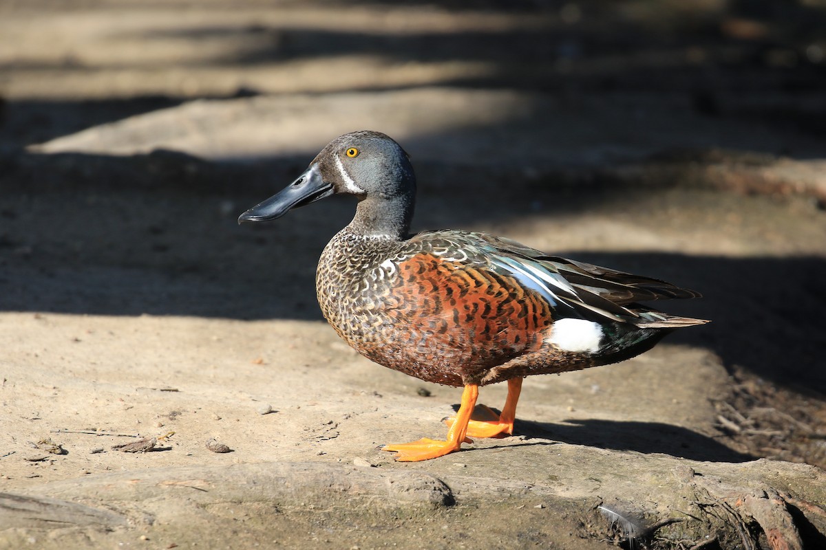 ML612475504 - Australasian Shoveler - Macaulay Library