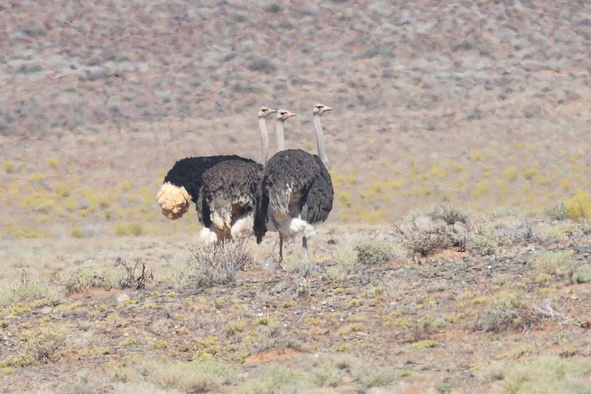 eBird Checklist - 10 Nov 2023 - Tankwa Karoo NP - 47 species
