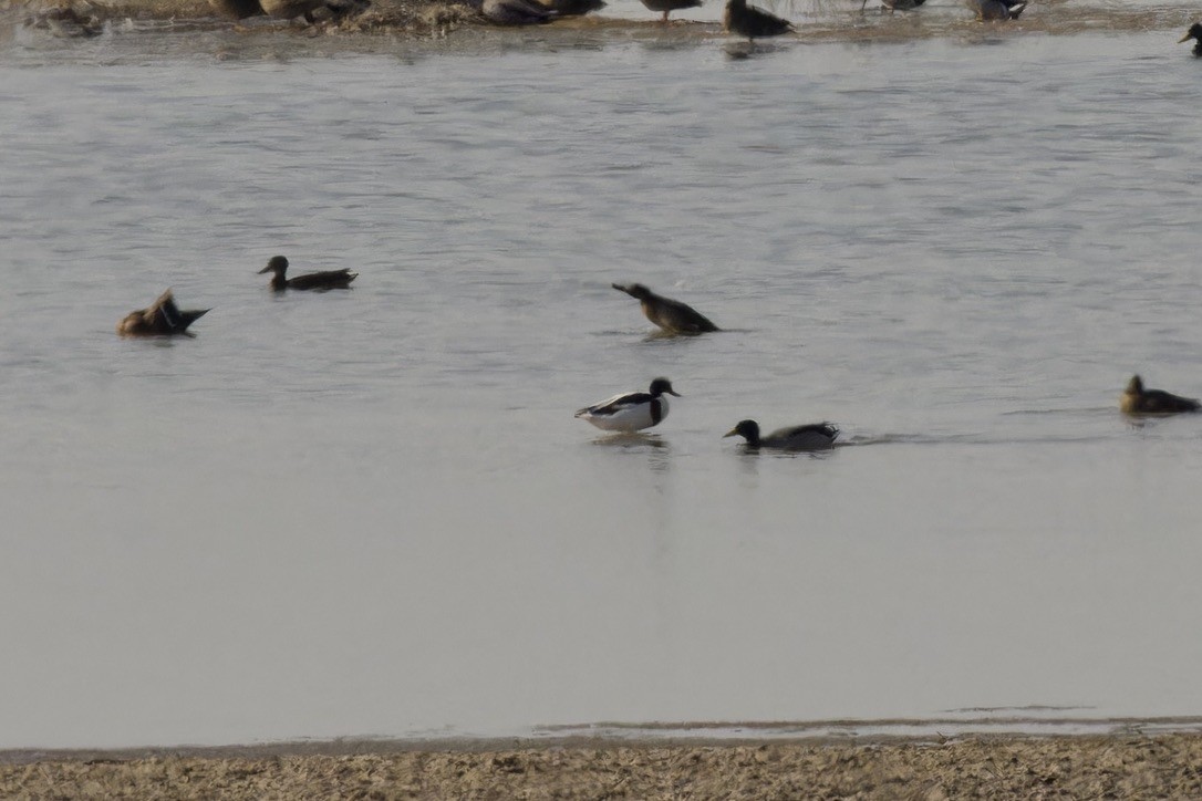 eBird Checklist - 16 Dec 2023 - Al Maha Forest--Pivot Fields (no access ...