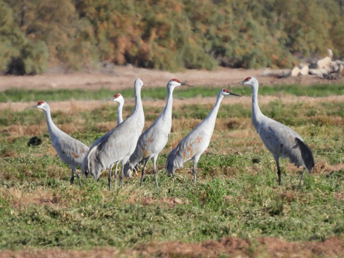 eBird Checklist - 19 Dec 2023 - Foulds Road - 17 species