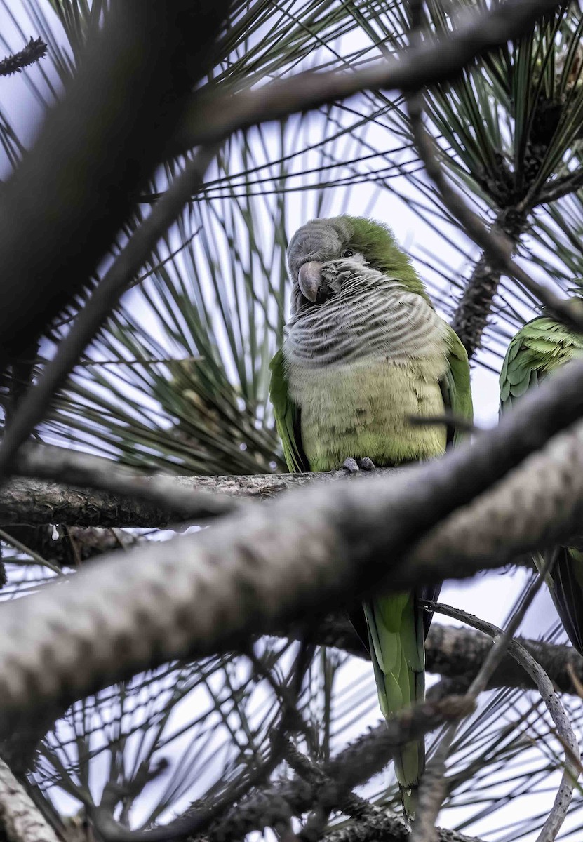 eBird Checklist - 19 Dec 2023 - Reama Park - 9 species