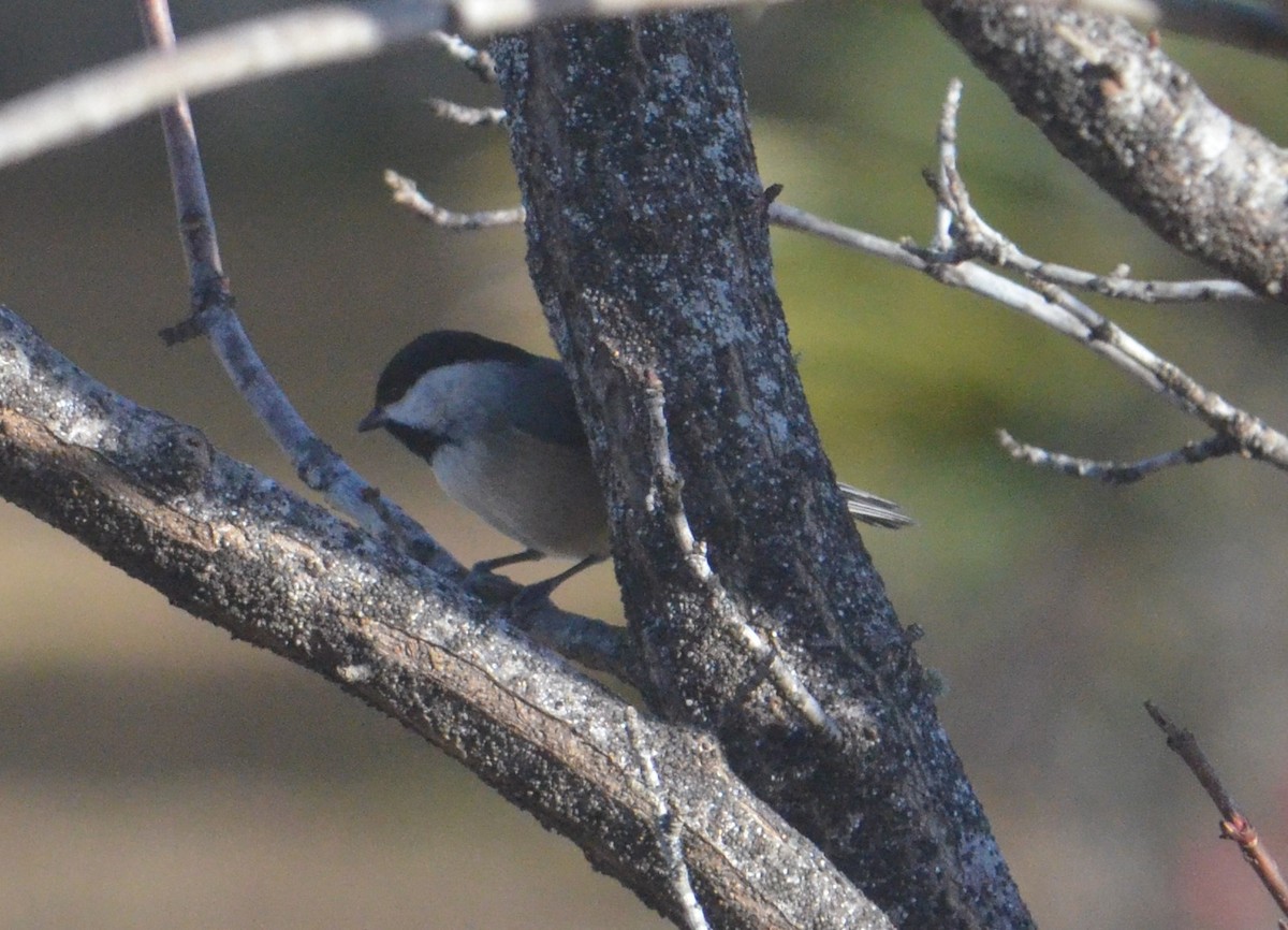 eBird Checklist - 21 Dec 2023 - 6921 Ontario Rd, Wilmington US-NC (34. ...