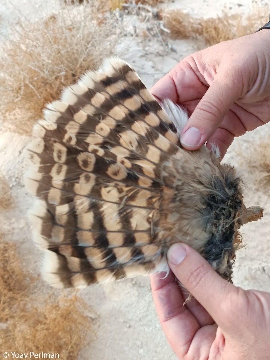 eBird Checklist - 21 Dec 2023 - Arava Valley--KM 94 (Southern Wadi ...