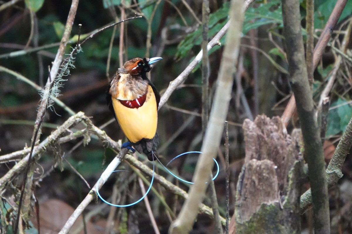 ML612519094 - Magnificent Bird-of-Paradise - Macaulay Library