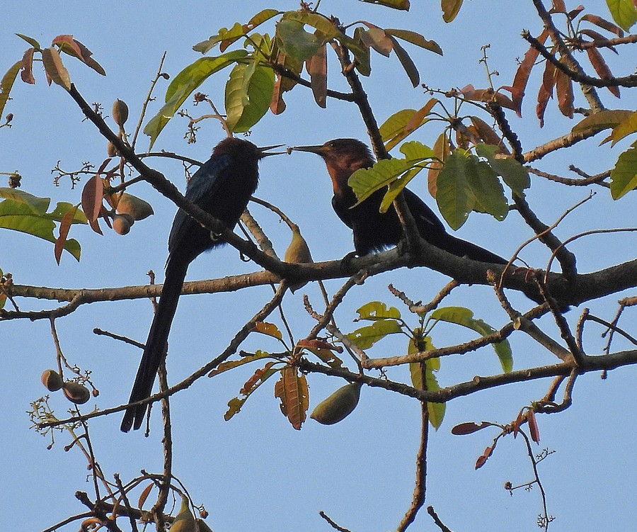 Forest Scimitarbill (Western) - eBird
