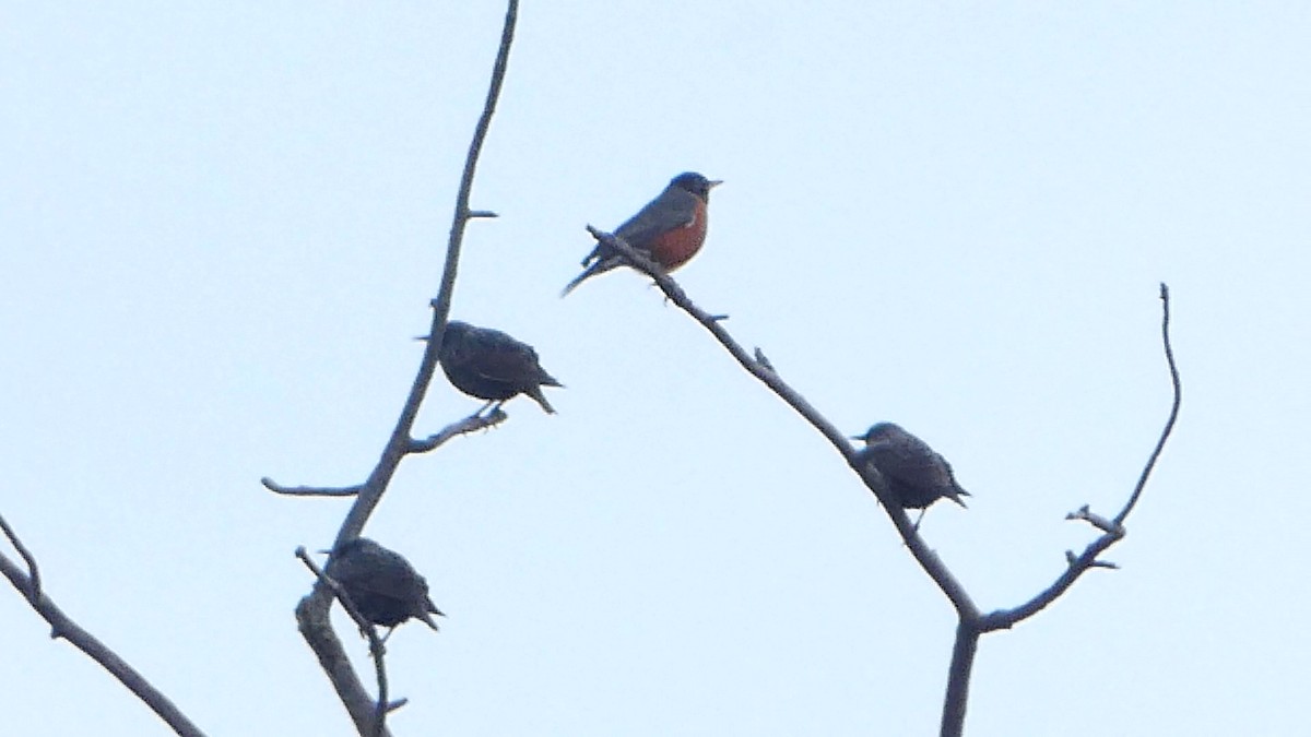 eBird Checklist - 22 Dec 2023 - King East, Kitchener, ON, Canada - 2 ...